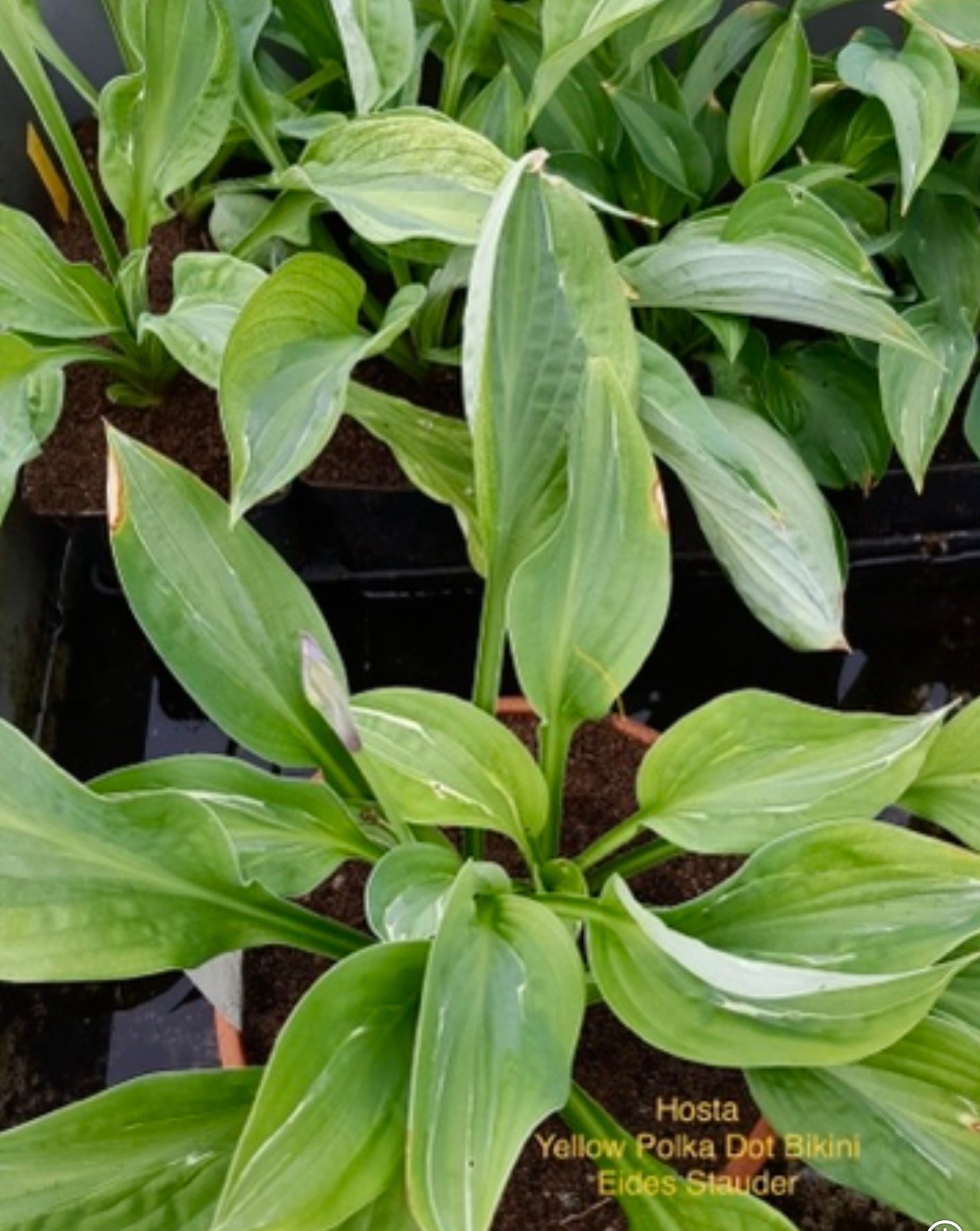 Hosta ‘Yellow Polka Dot Bikini’ – Eides Stauder