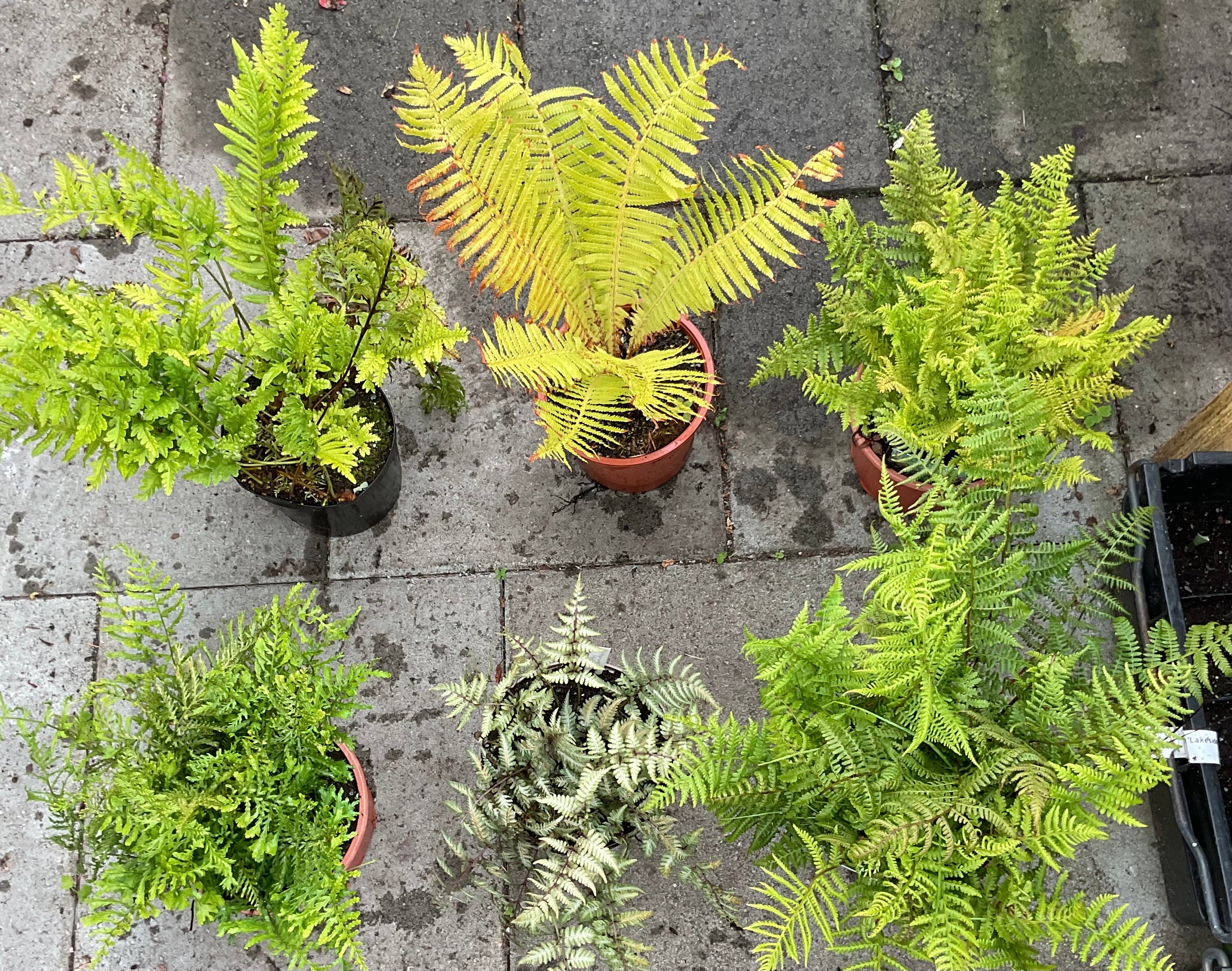 Prydgress og Bregner – Eides Stauder