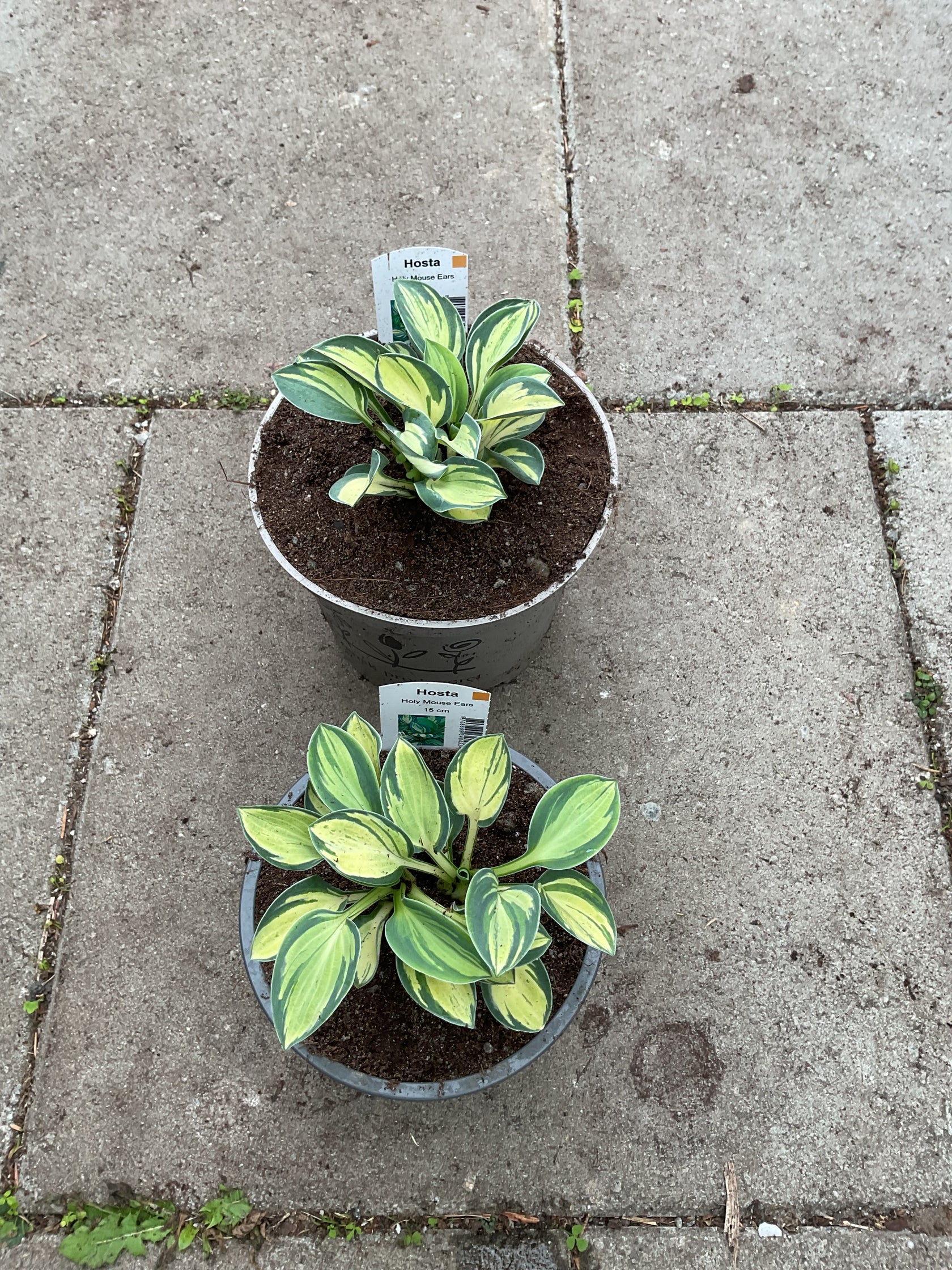 Hosta ‘Holy Mouse Ears’ P12 – Eides Stauder