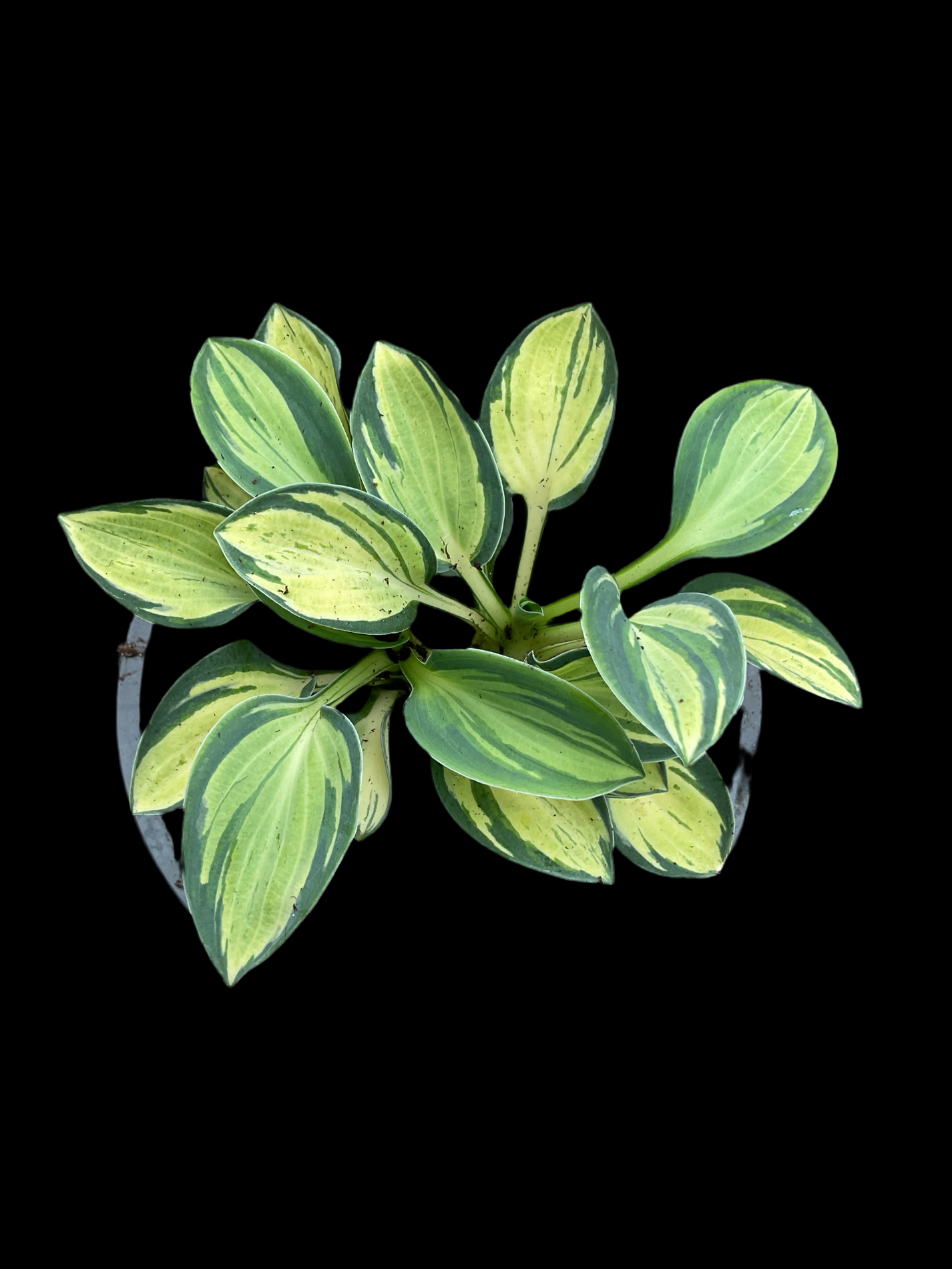 Hosta ‘Holy Mouse Ears’ P12 – Eides Stauder