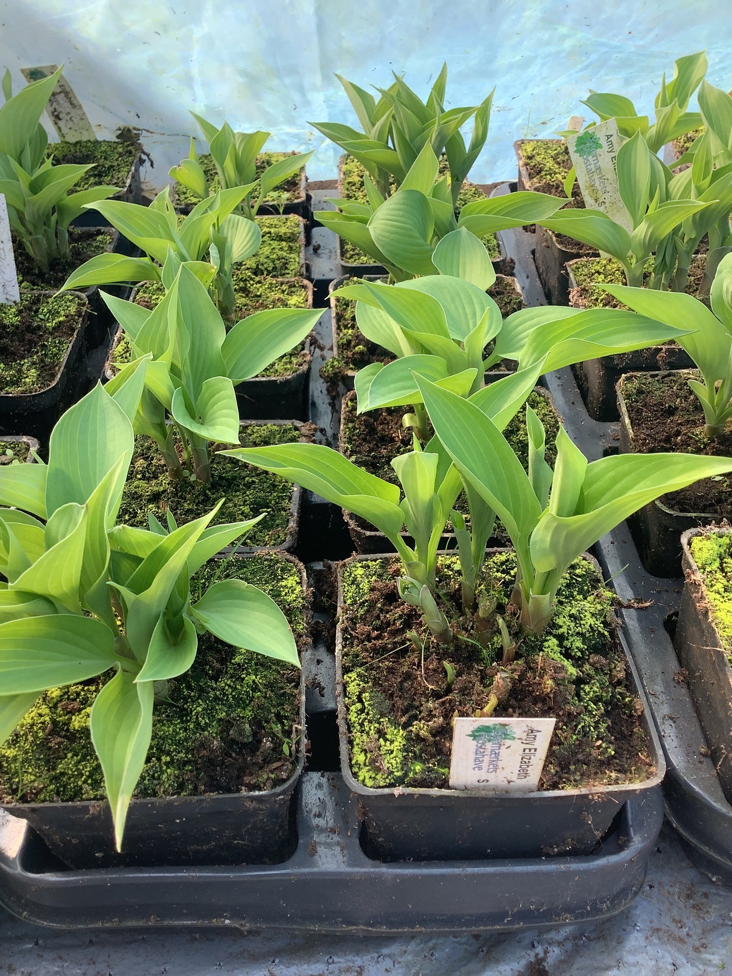 Hosta ‘Amy Elizabeth’ – Eides Stauder