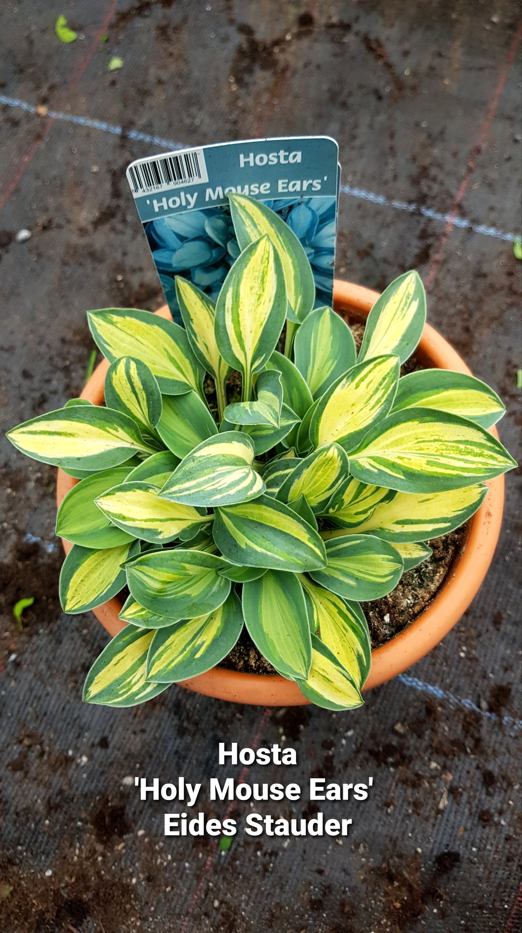 Hosta ‘Holy Mouse Ears’ P12 – Eides Stauder