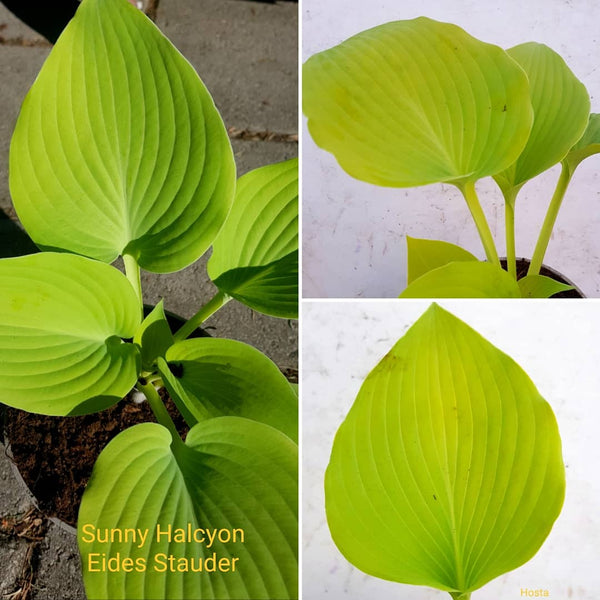 Hosta ‘Sunny Halcyon’ – Eides Stauder