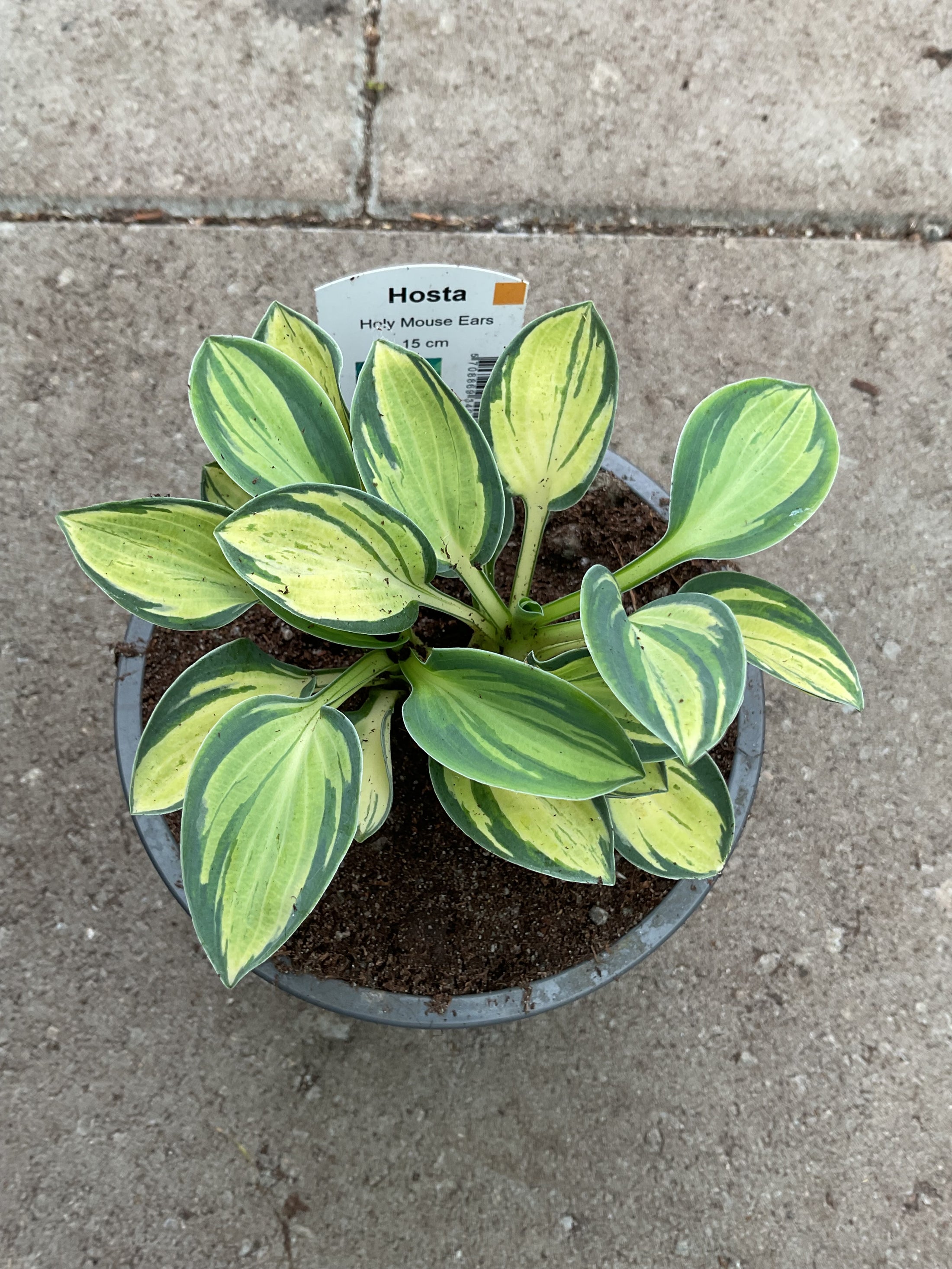 Hosta ‘Holy Mouse Ears’ P12 – Eides Stauder