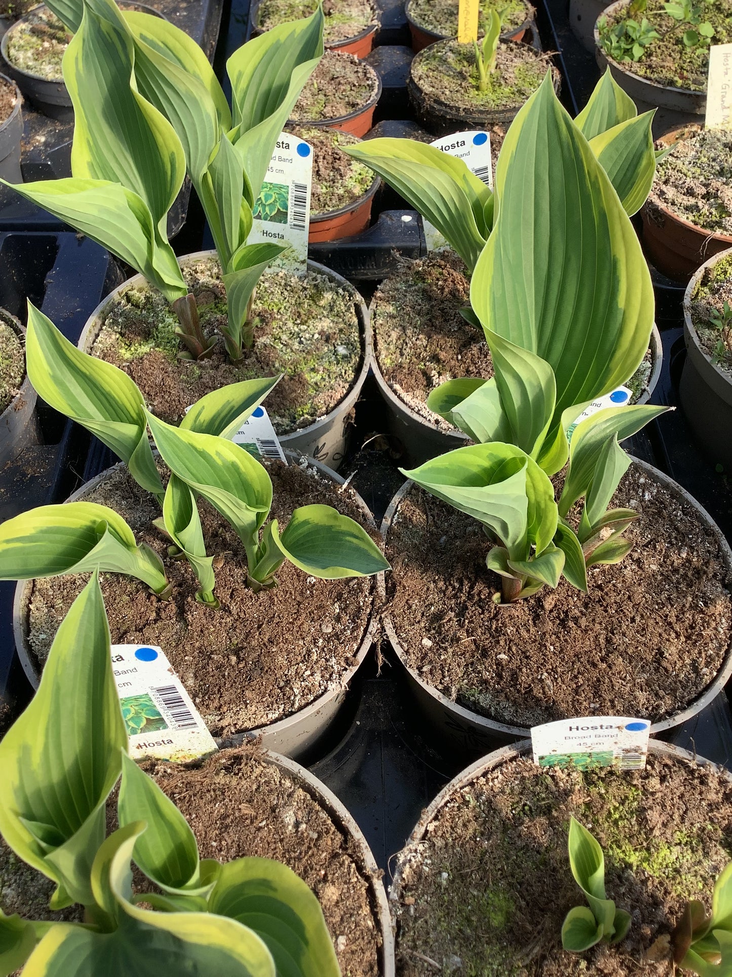 Hosta ‘Broad Band’ – Eides Stauder